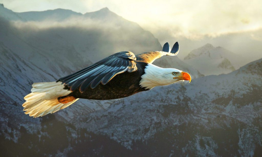 mitdemAdler.de – Mit dem Adler tanzen und fliegen lernen.